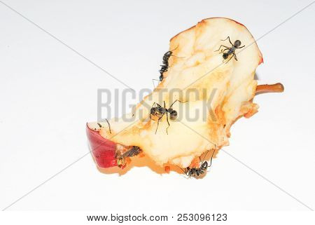 Big Black Ants Eating Image & Photo (Free Trial) | Bigstock