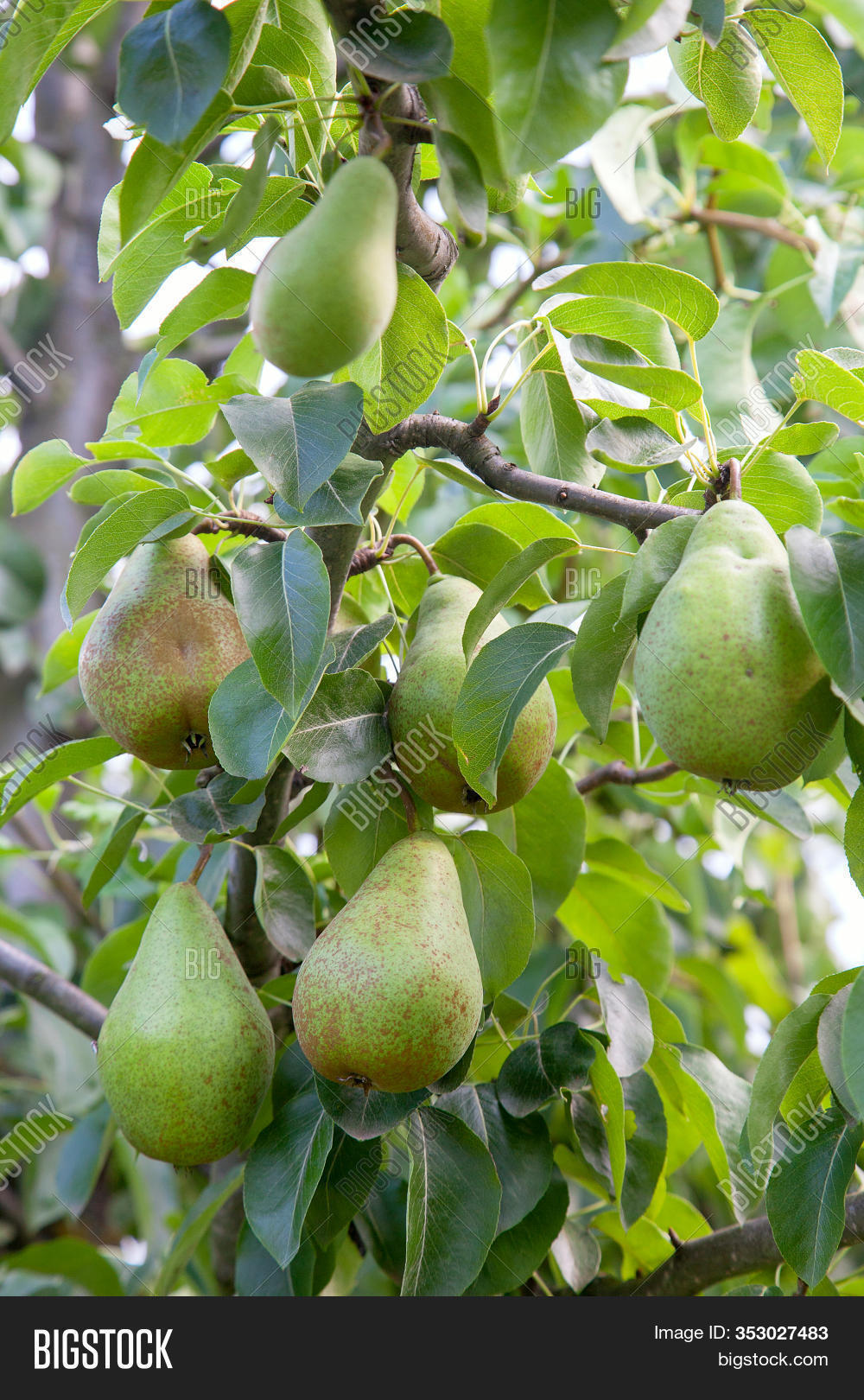 Shiny Delicious Pears Image & Photo (Free Trial) | Bigstock