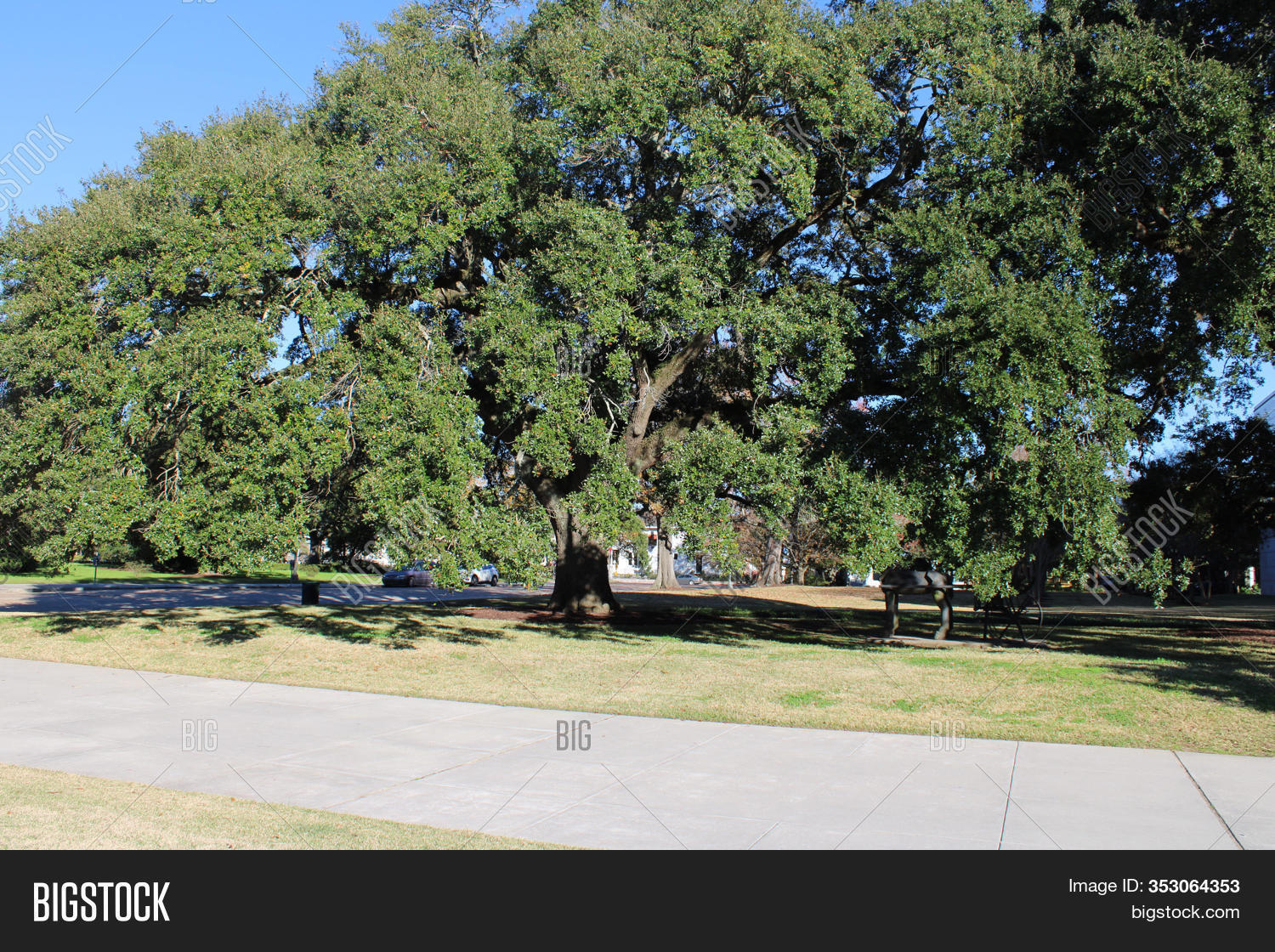 Beautiful Stately Oak Image & Photo (Free Trial) | Bigstock