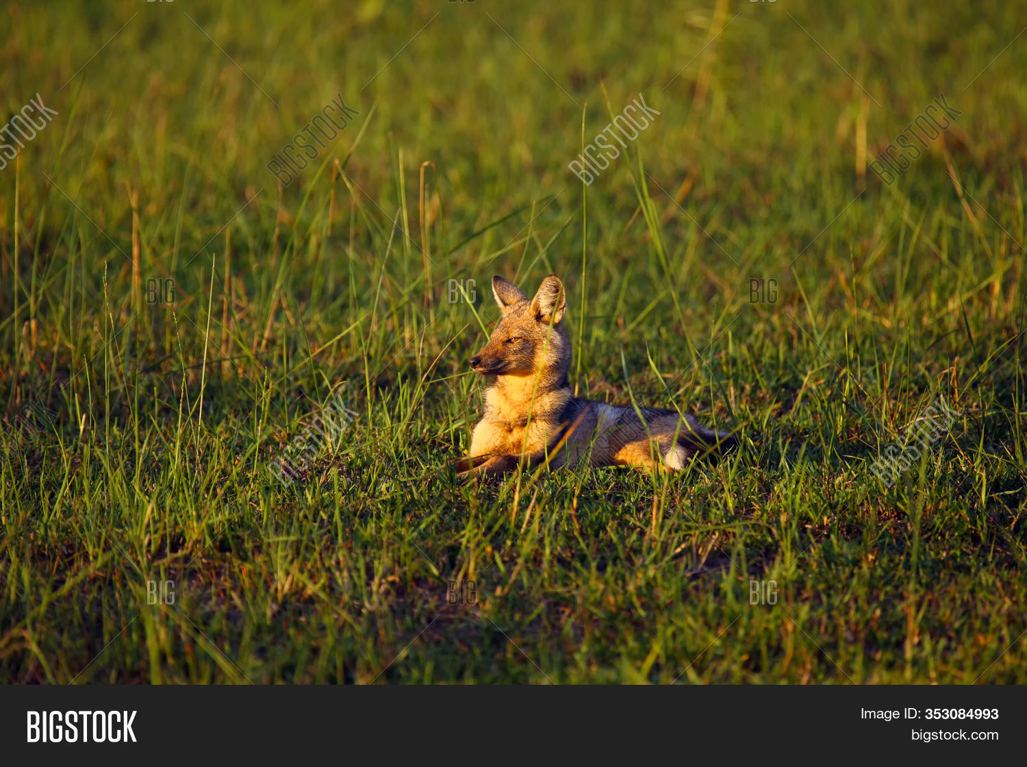 Side-striped Jackal ( Image & Photo (Free Trial) | Bigstock