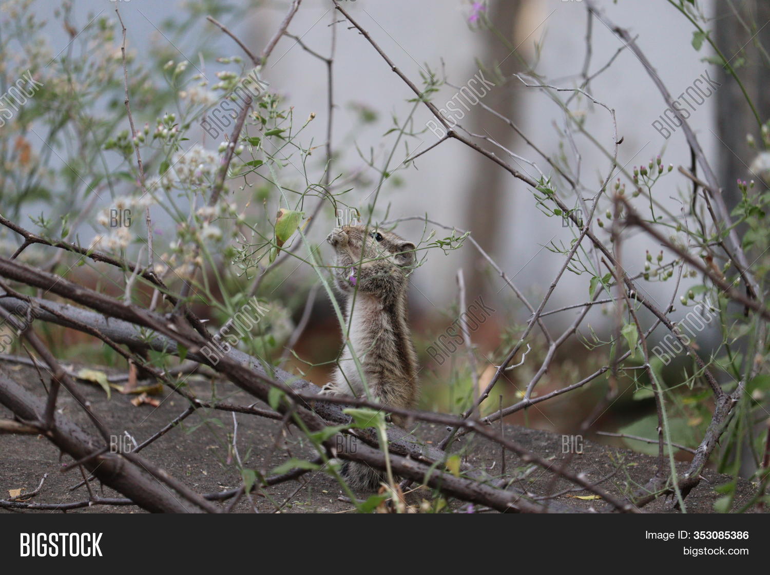 Wild Squirrel Portrait Image & Photo (Free Trial) | Bigstock