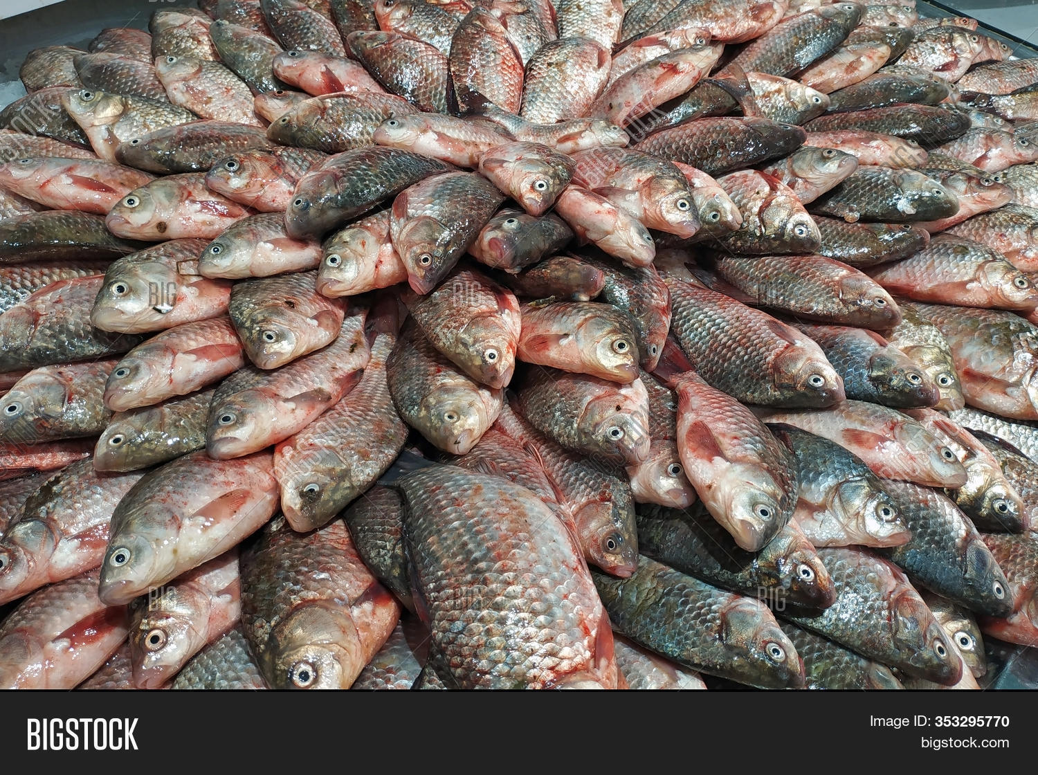 Carp On Counter On Ice Image & Photo (Free Trial) | Bigstock