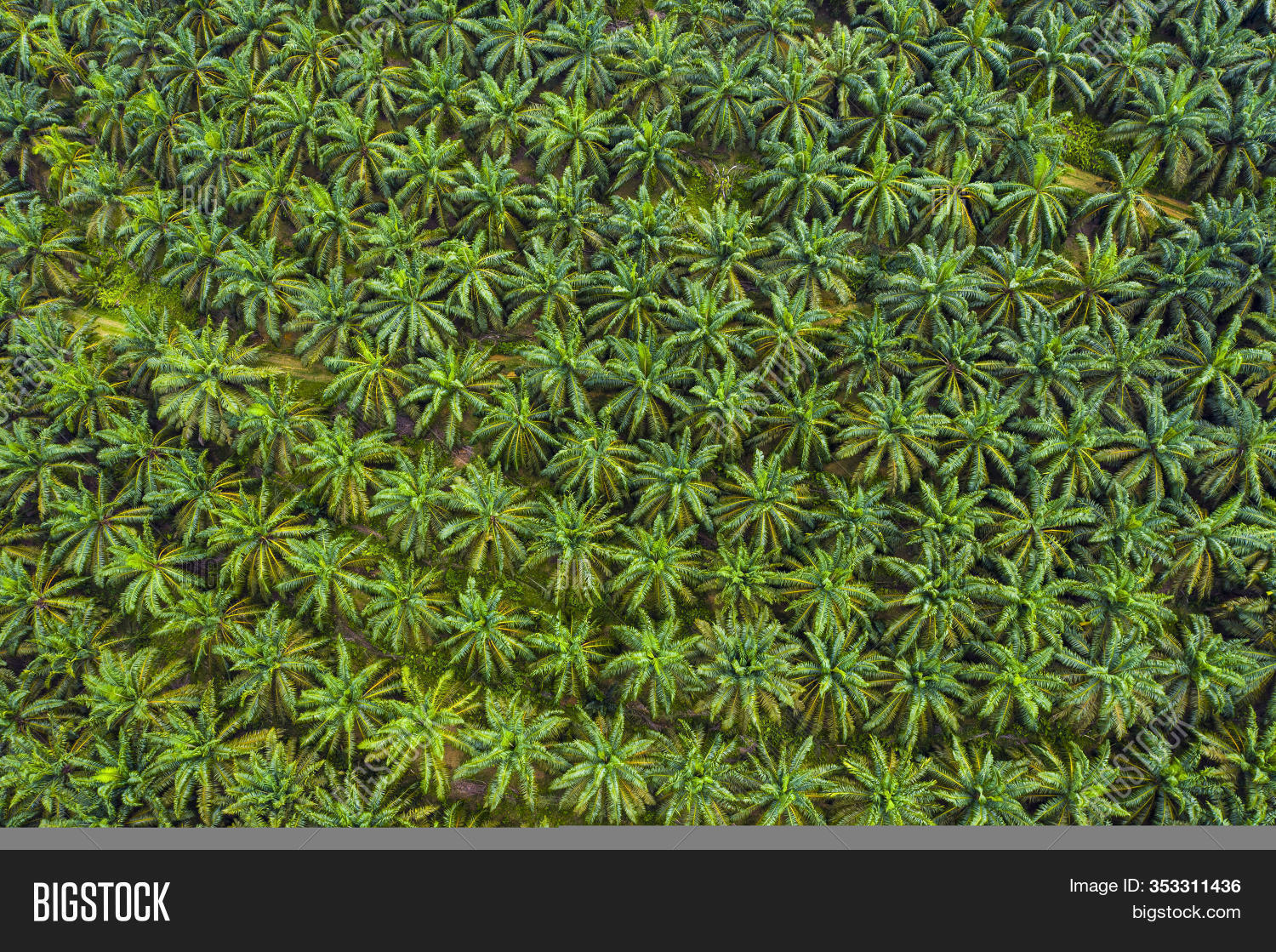 Aerial View Oil Palm Image & Photo (Free Trial) | Bigstock