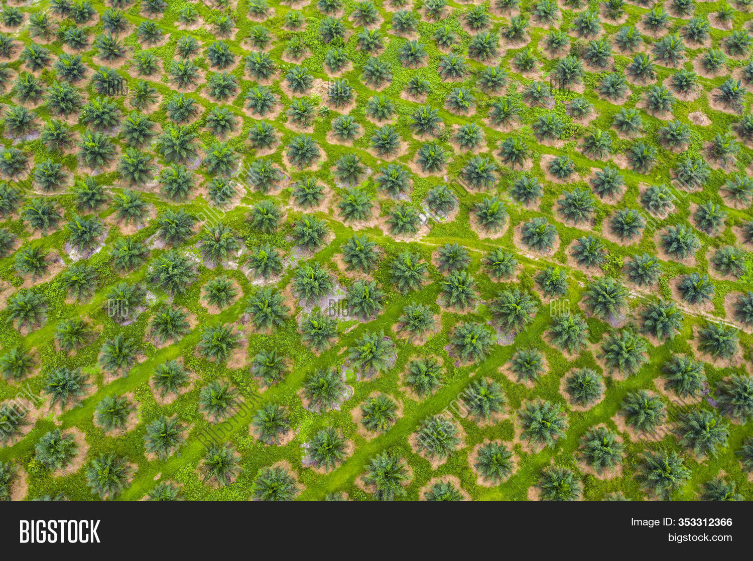 Aerial View Oil Palm Image & Photo (Free Trial) | Bigstock