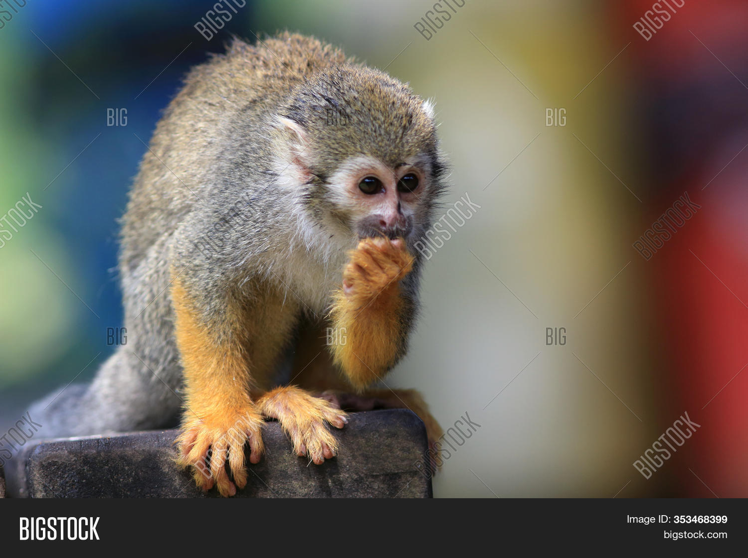Squirrel Monkeys Eating