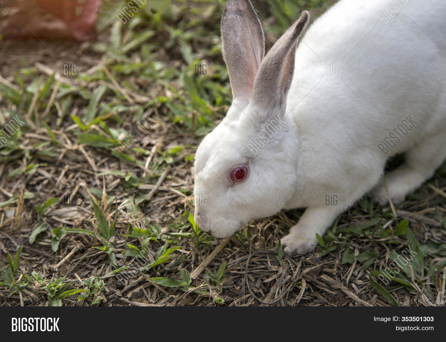 Cute Domestic Red Eye Image & Photo (Free Trial) | Bigstock