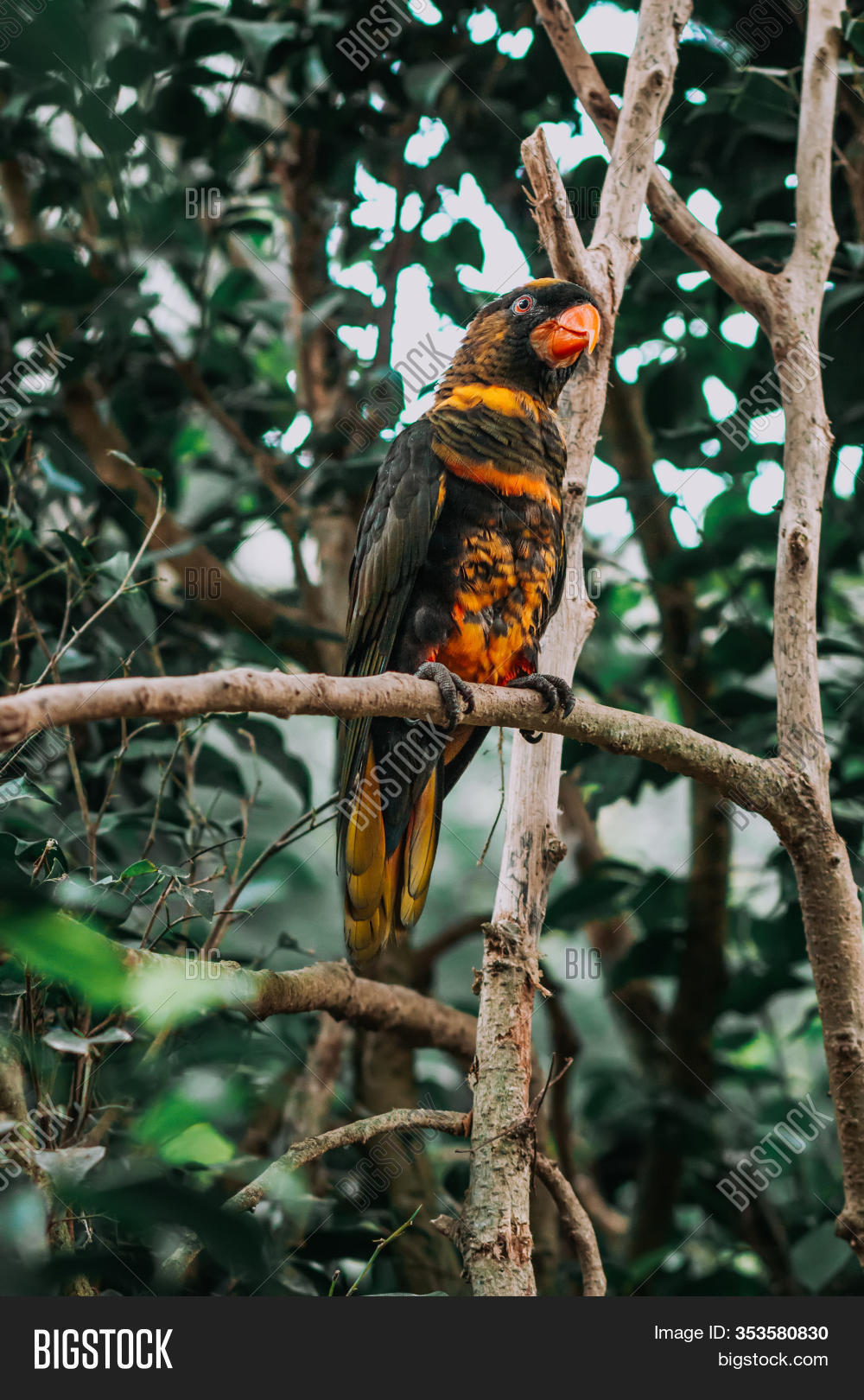 Lorius Lory Sitting On Image & Photo (Free Trial) | Bigstock