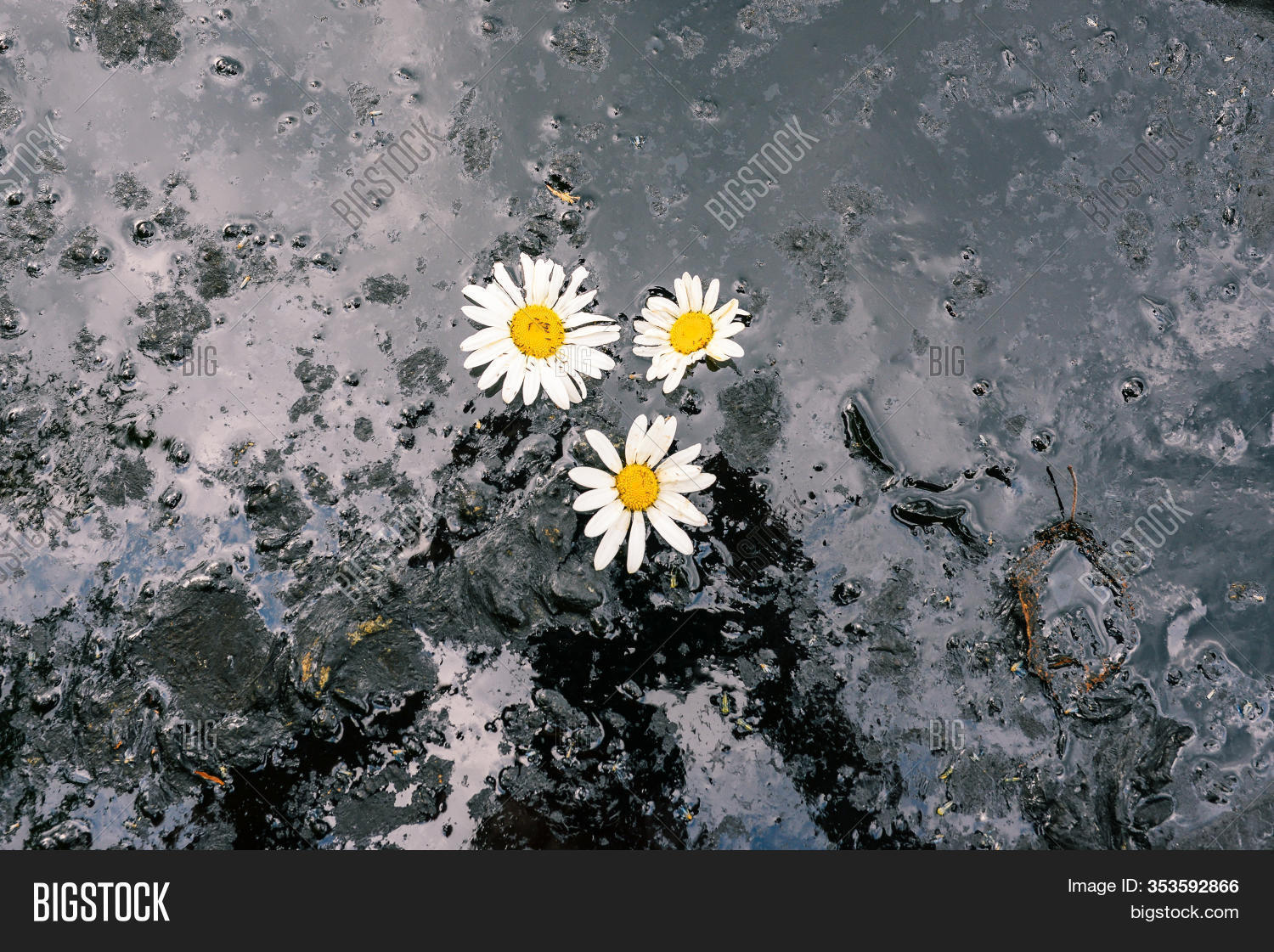 Three Daisies On Image & Photo (Free Trial) | Bigstock