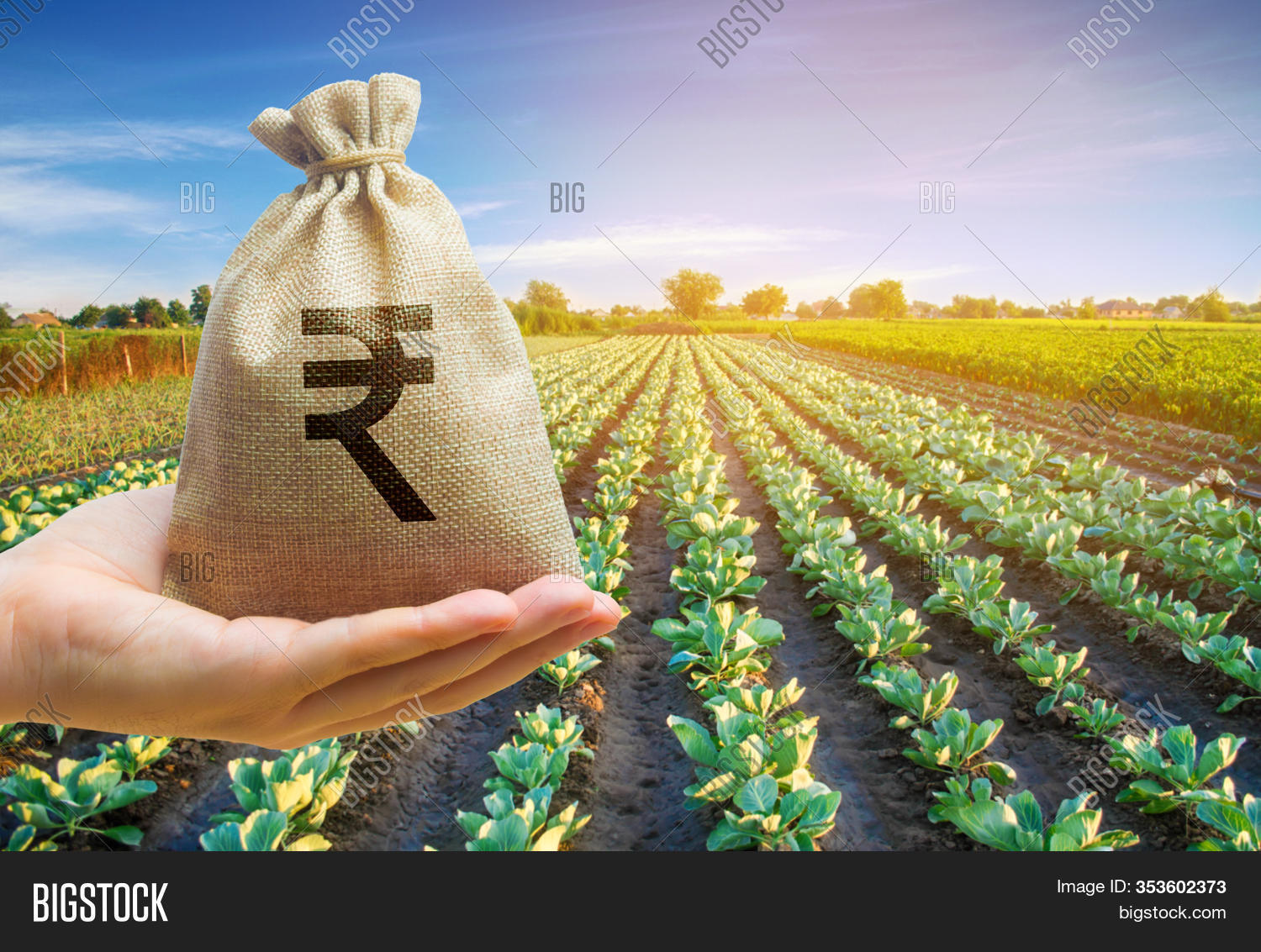 Money Crops
