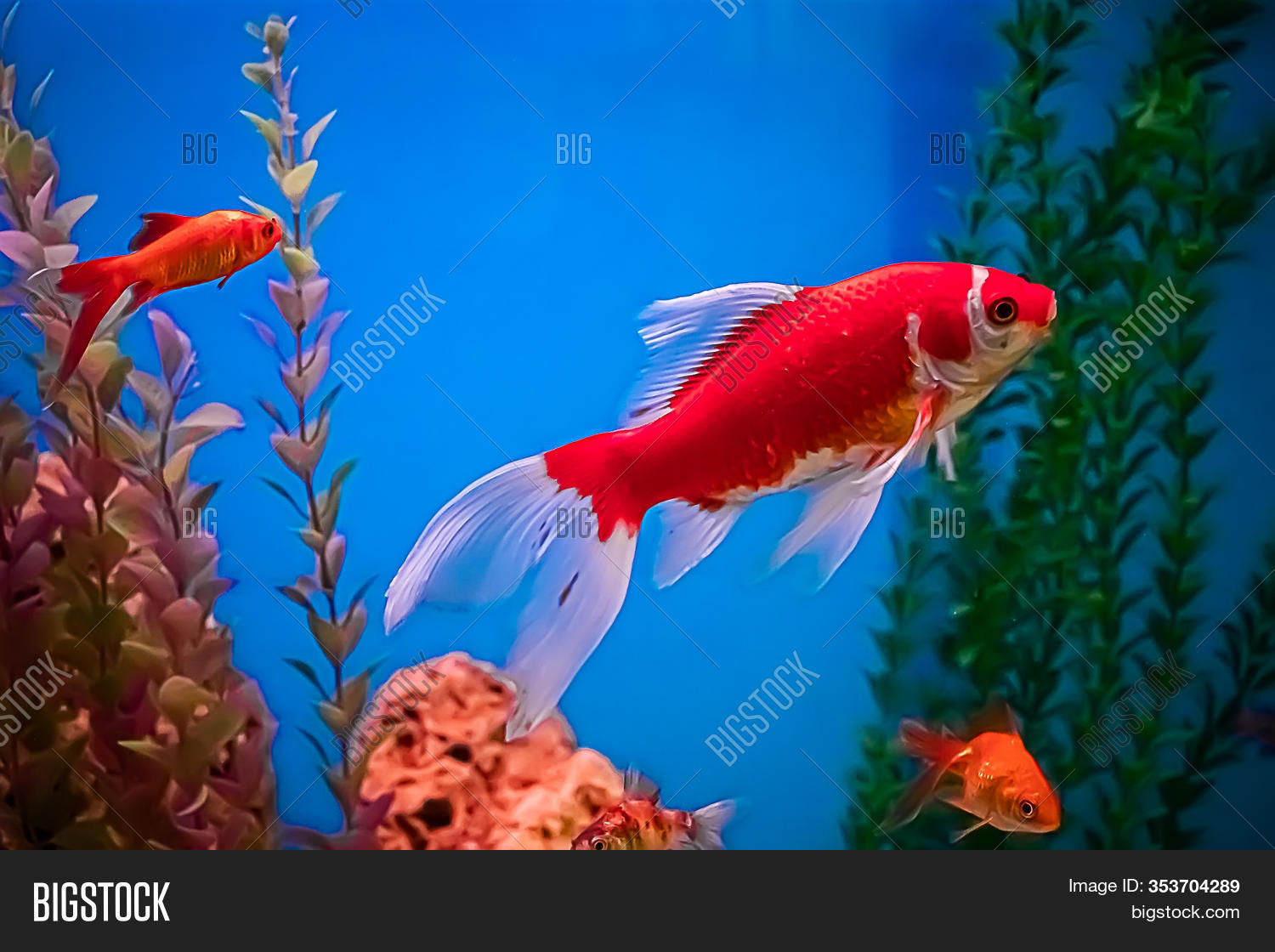 Big Red Fish Carassius Image & Photo (Free Trial) | Bigstock