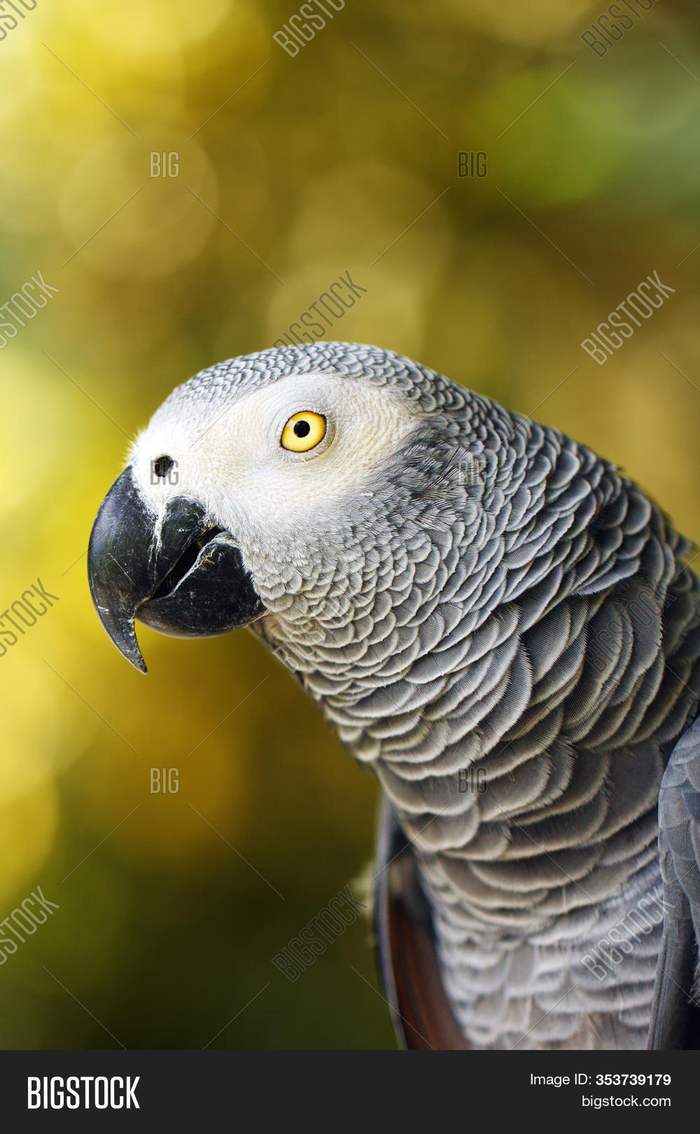 Grey Parrot (psittacus Image & Photo (Free Trial) | Bigstock