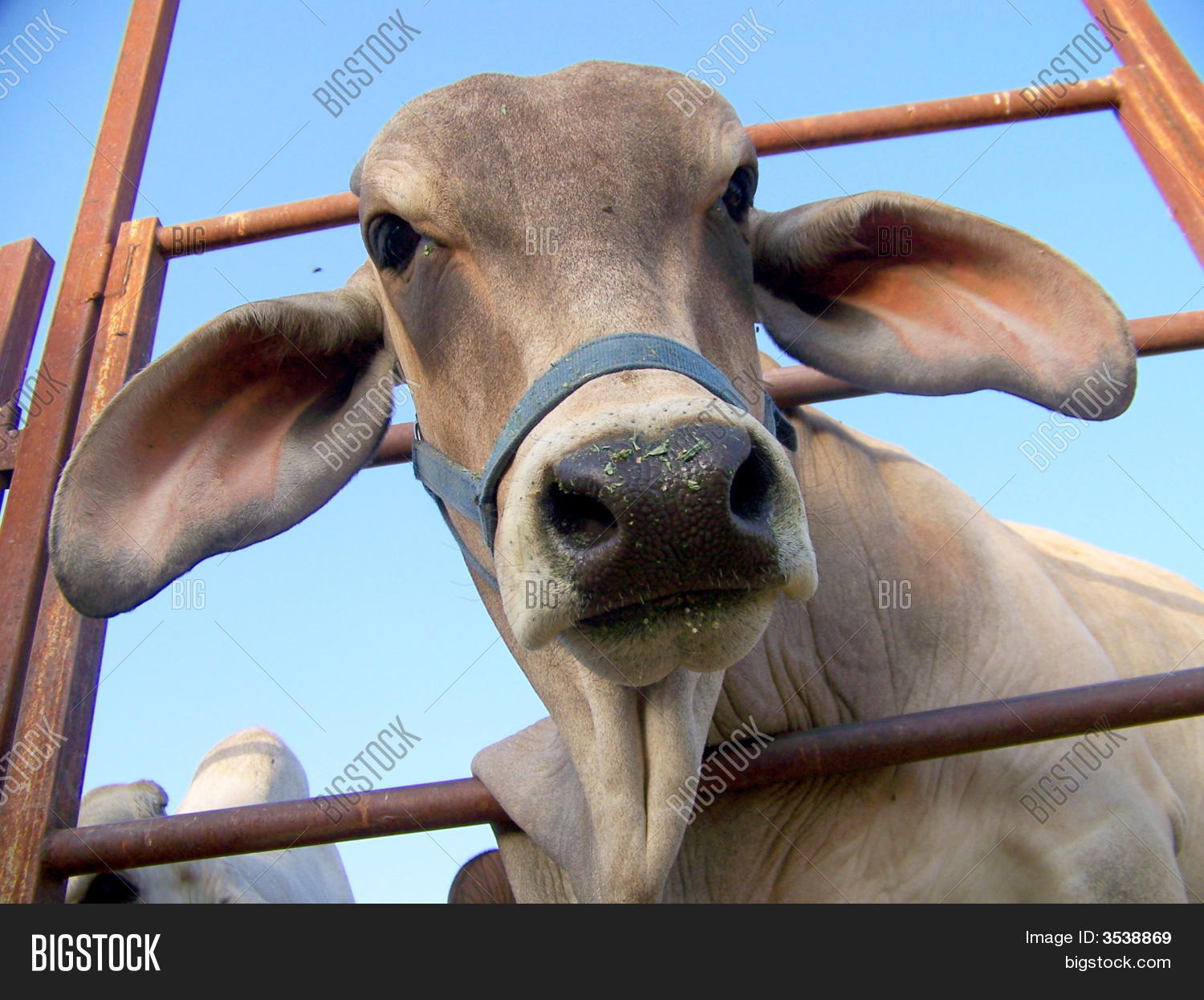 Curious Baby Brahma Image & Photo (Free Trial) | Bigstock