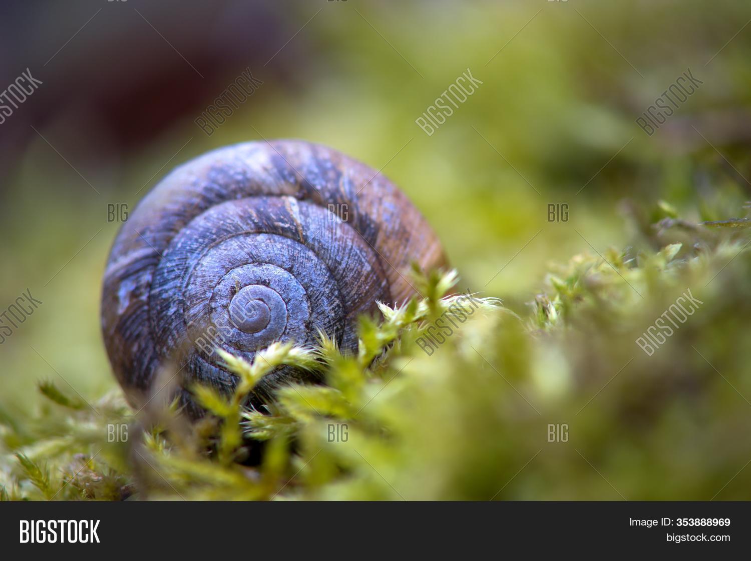 Snail Shell On Green Image & Photo (Free Trial) | Bigstock