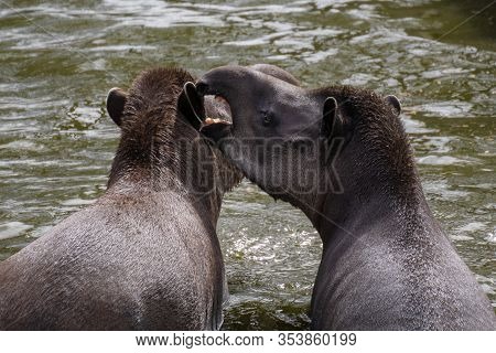 Tapir Images, Illustrations & Vectors (Free) - Bigstock