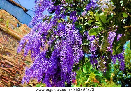 Petrea Plant Flower Image & Photo (Free Trial) | Bigstock