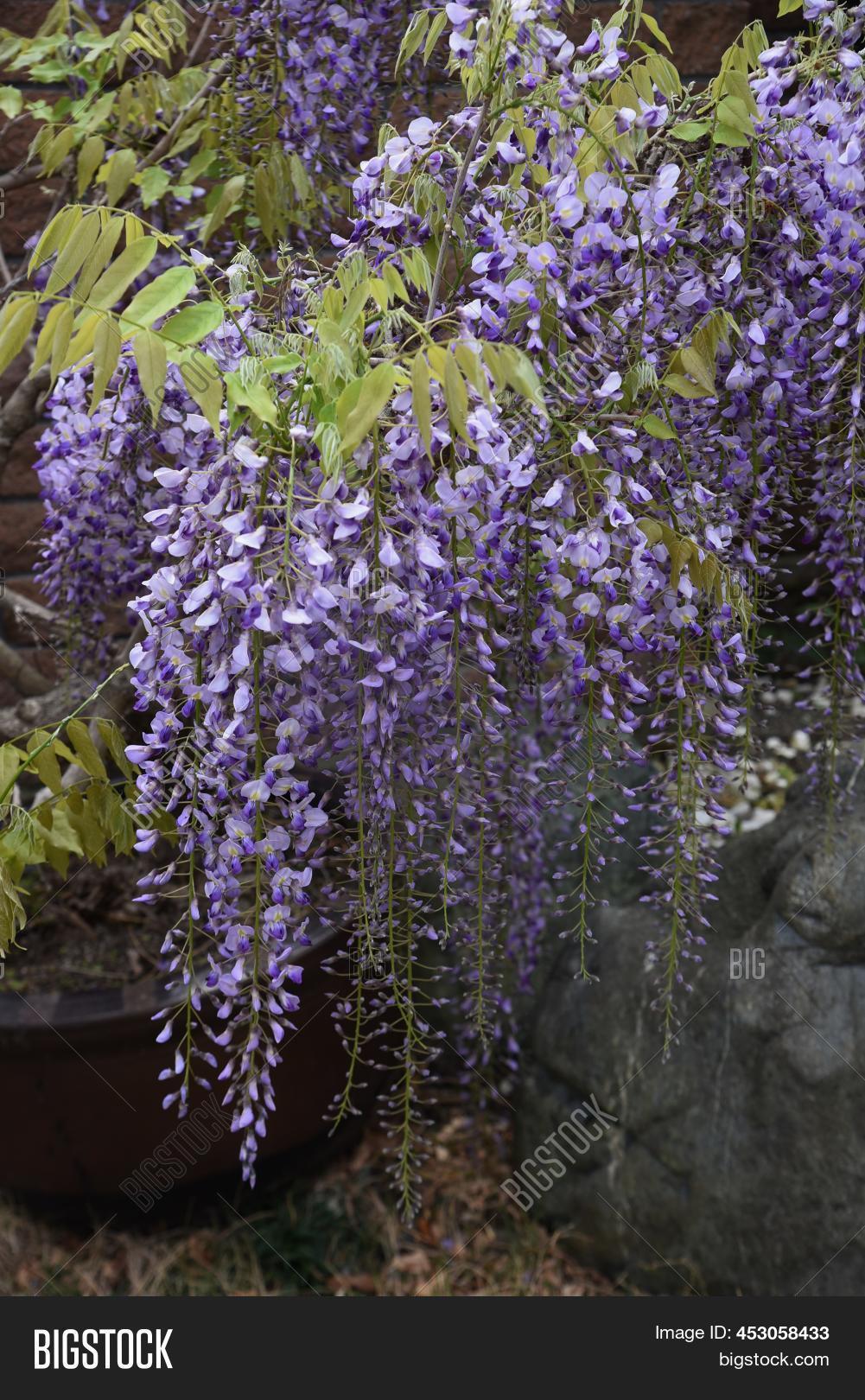 Japanese Wisteria. Image & Photo (Free Trial) | Bigstock