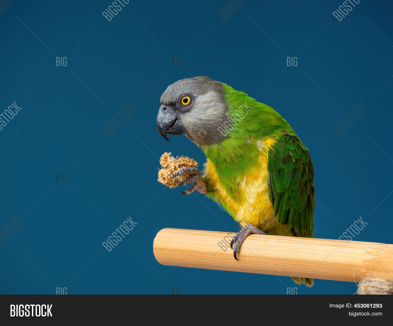 Poicephalus Senegalus Image & Photo (Free Trial) | Bigstock