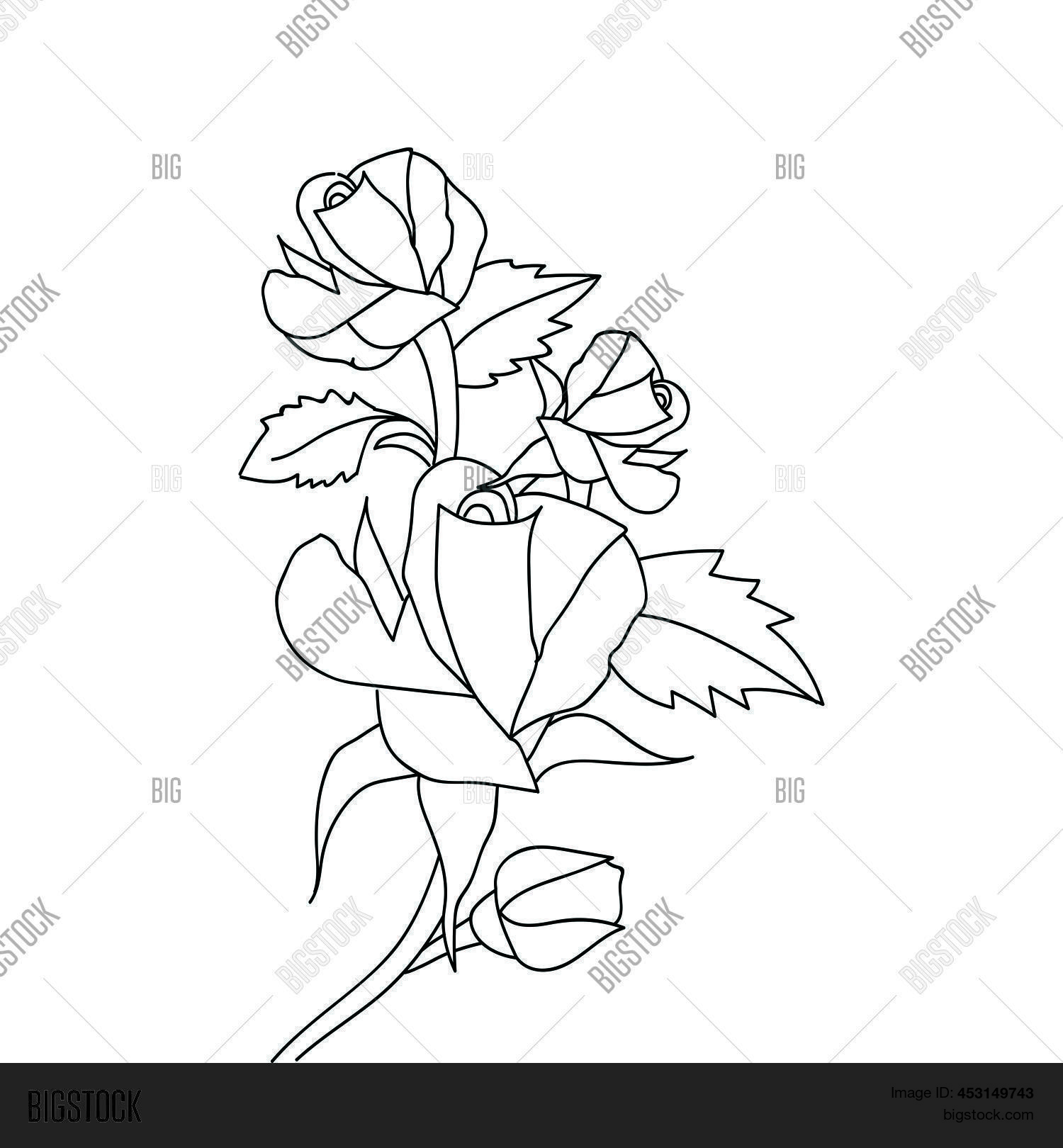 Rose Flower Line Art Vector & Photo (Free Trial) | Bigstock