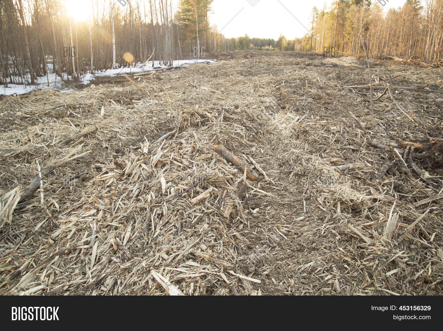 Harvesting Wood. Plot Image & Photo (Free Trial) | Bigstock
