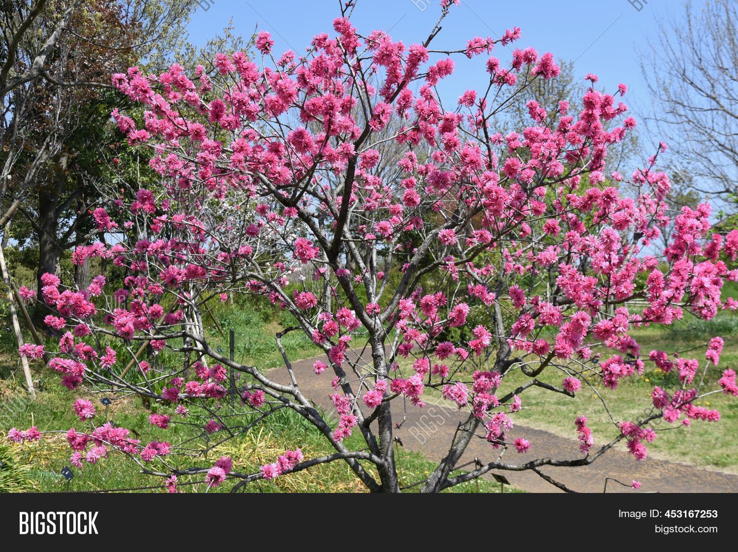 Amygdalus Persica Image & Photo (Free Trial) | Bigstock