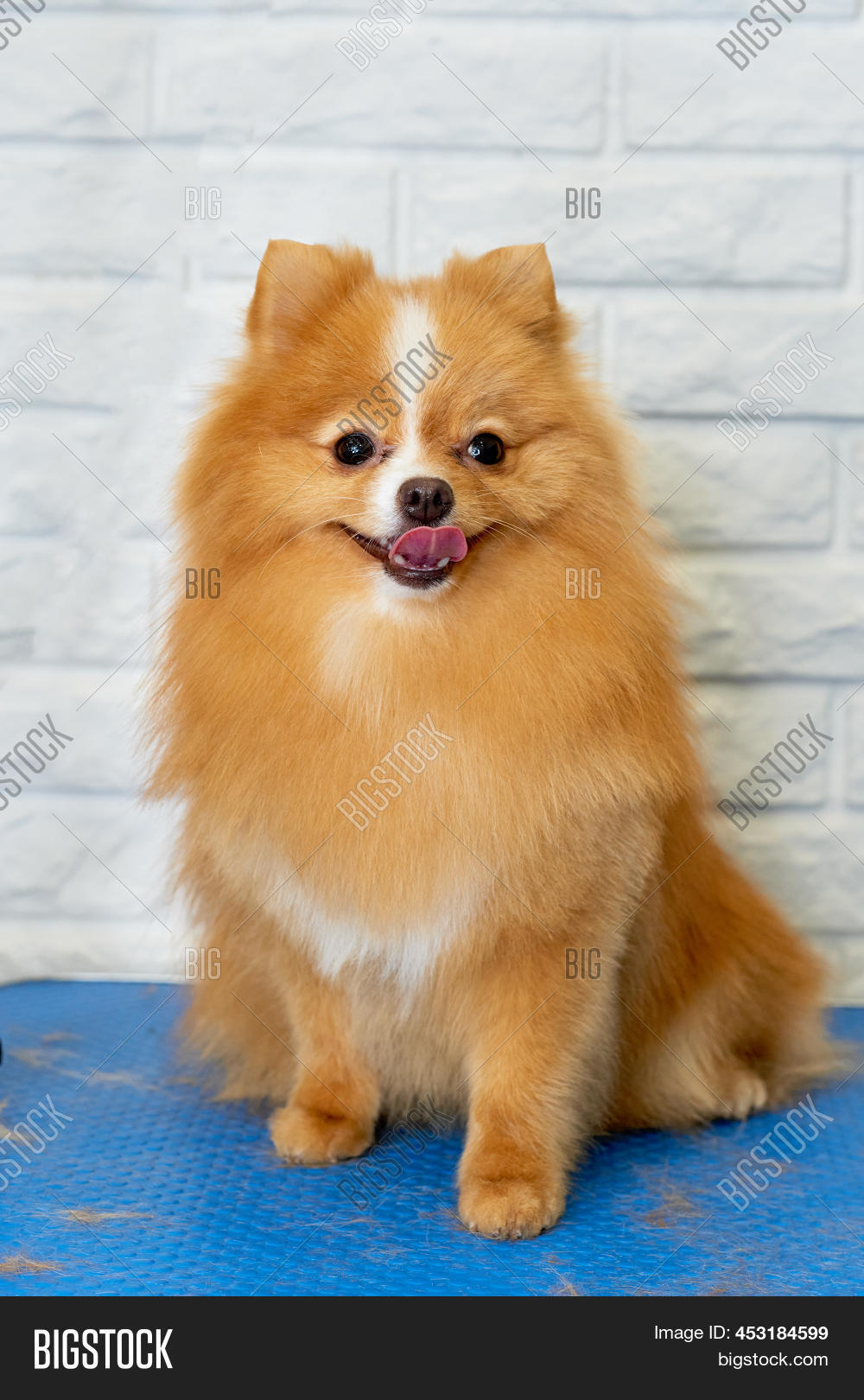 Funny Pomeranian Image & Photo (Free Trial) | Bigstock