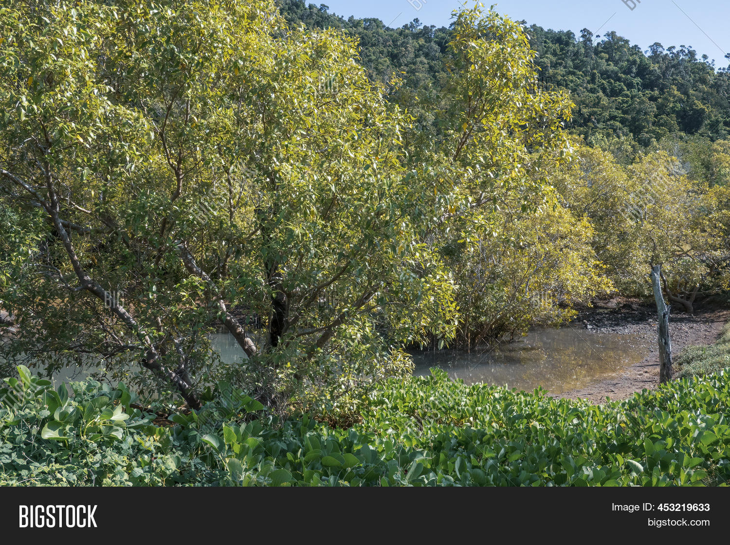 Saltwater Mangroves Image & Photo (Free Trial) | Bigstock