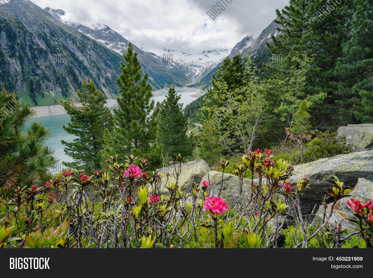 Alpenrose Flowes Image & Photo (Free Trial) | Bigstock