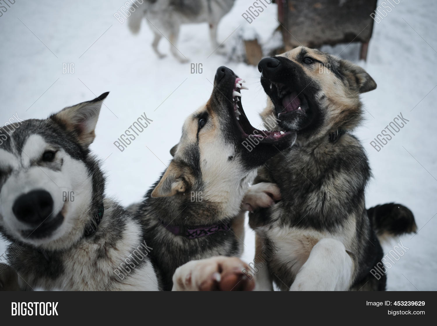 Three Gray Mutt Dogs Image & Photo (Free Trial) | Bigstock