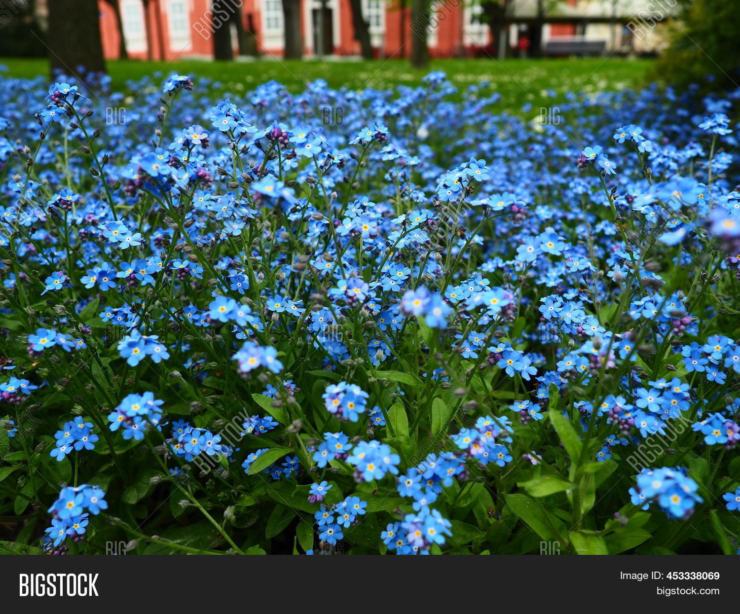 Forget-me-nots. Image & Photo (Free Trial) | Bigstock