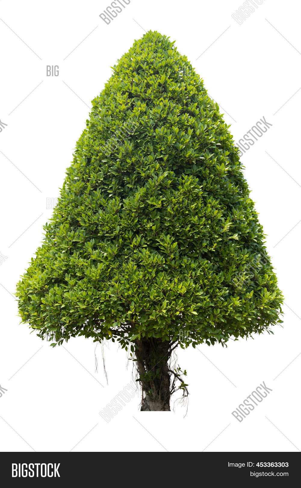 Tree About Two Meters Image & Photo (Free Trial) | Bigstock