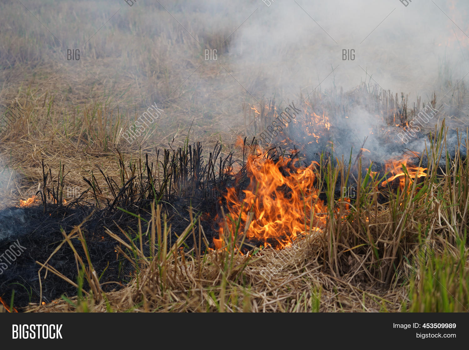 Agricultural Waste Image & Photo (Free Trial) | Bigstock