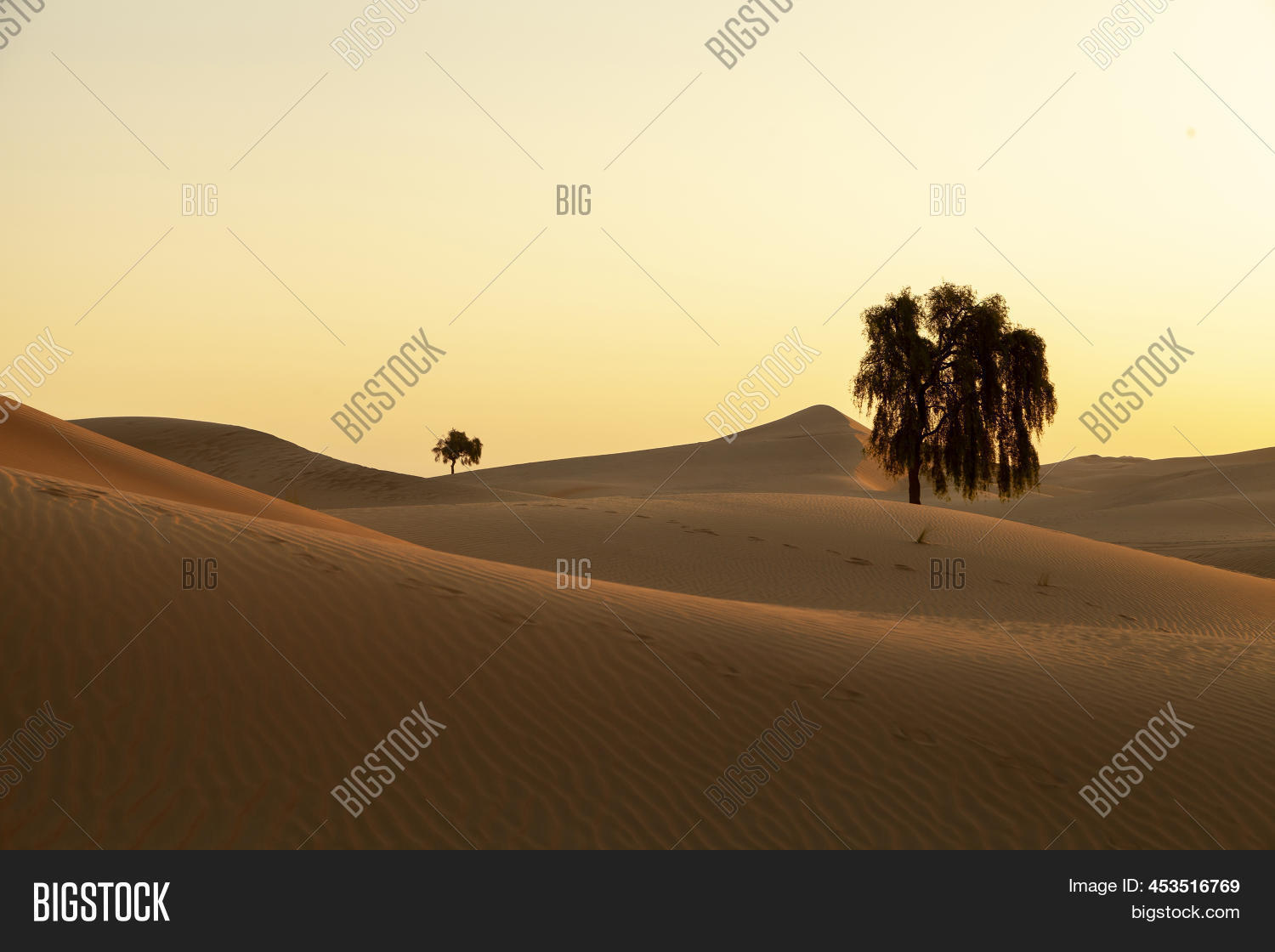 Lonely Tree Desert Uae Image & Photo (Free Trial) | Bigstock