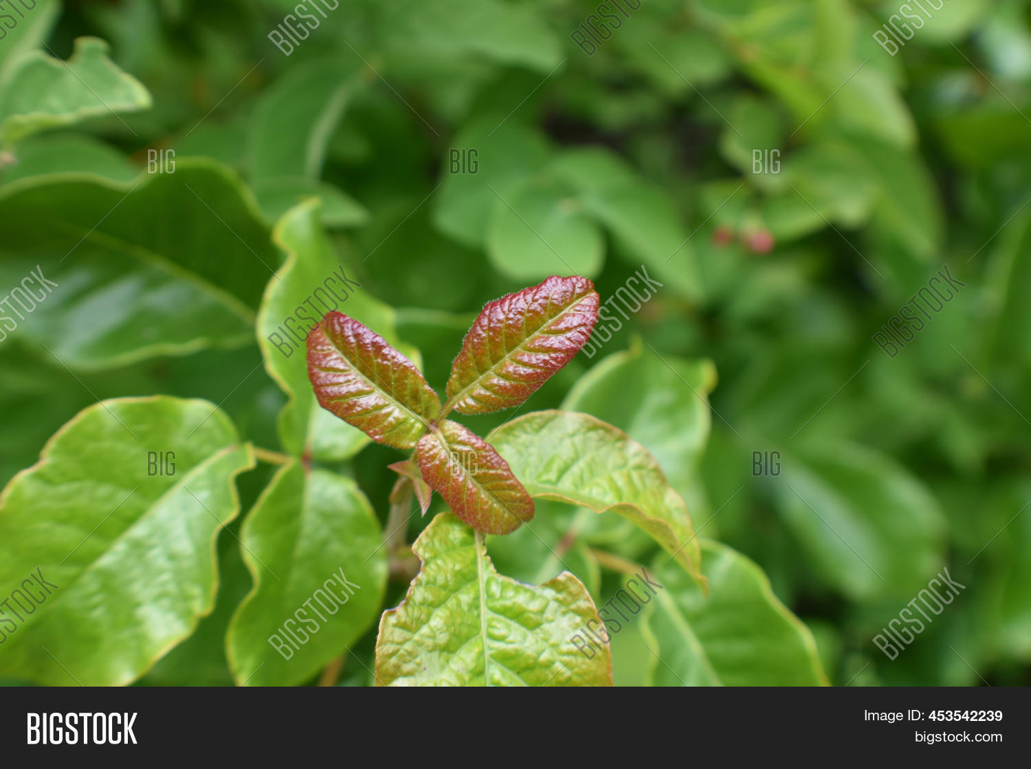 Young Red Poison Oak Image & Photo (Free Trial) | Bigstock
