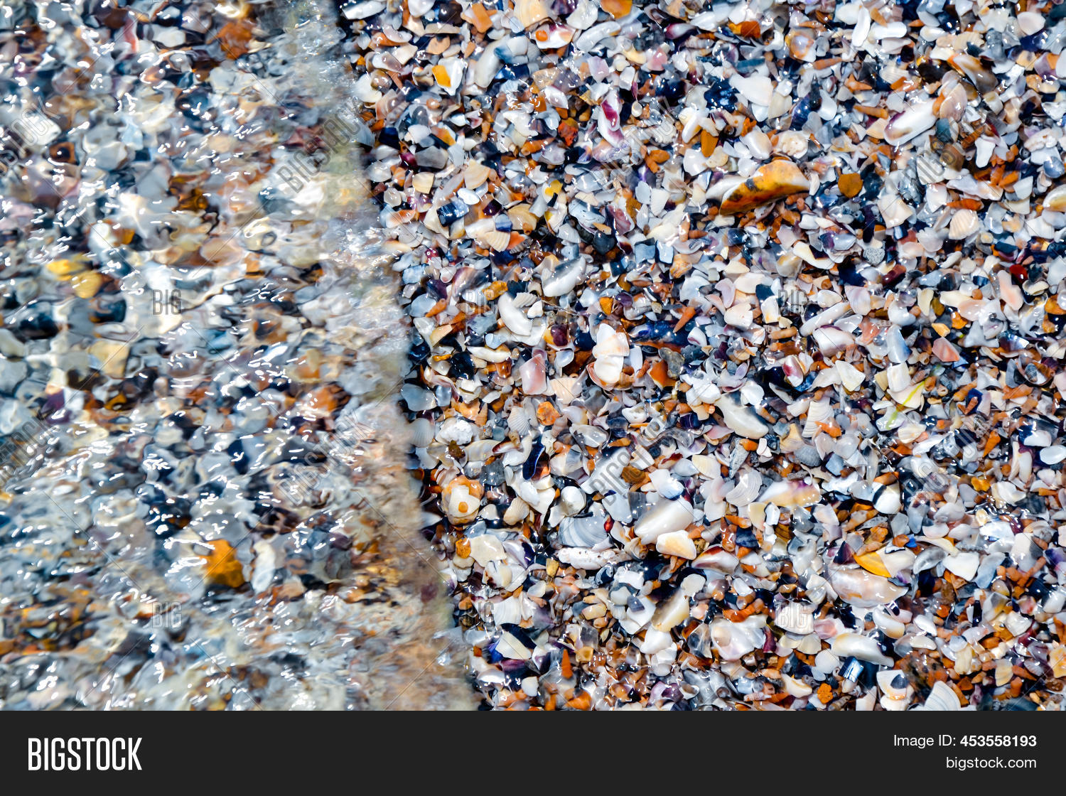 Sea Shells On Beach. Image & Photo (Free Trial) | Bigstock