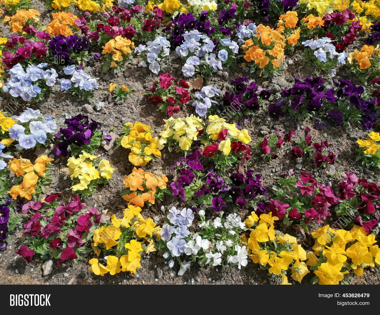 Mixed Primrose Image & Photo (Free Trial) | Bigstock