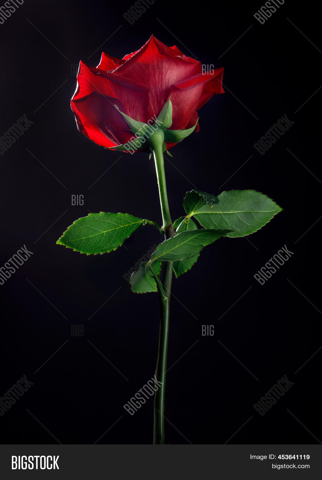 Very Beautiful Big Red Image & Photo (Free Trial) | Bigstock