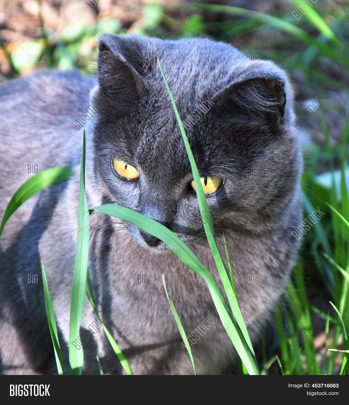 Cat Chartreuse Breed Image & Photo (Free Trial) | Bigstock