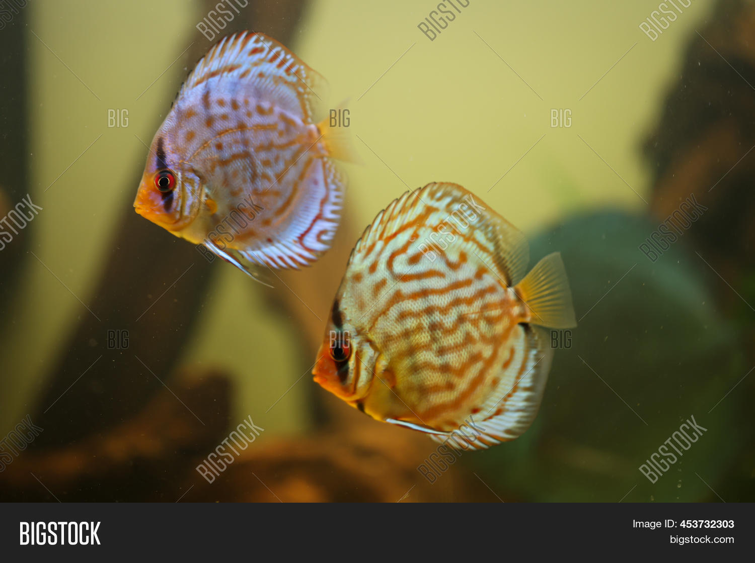 Portrait Beautiful Image & Photo (Free Trial) | Bigstock