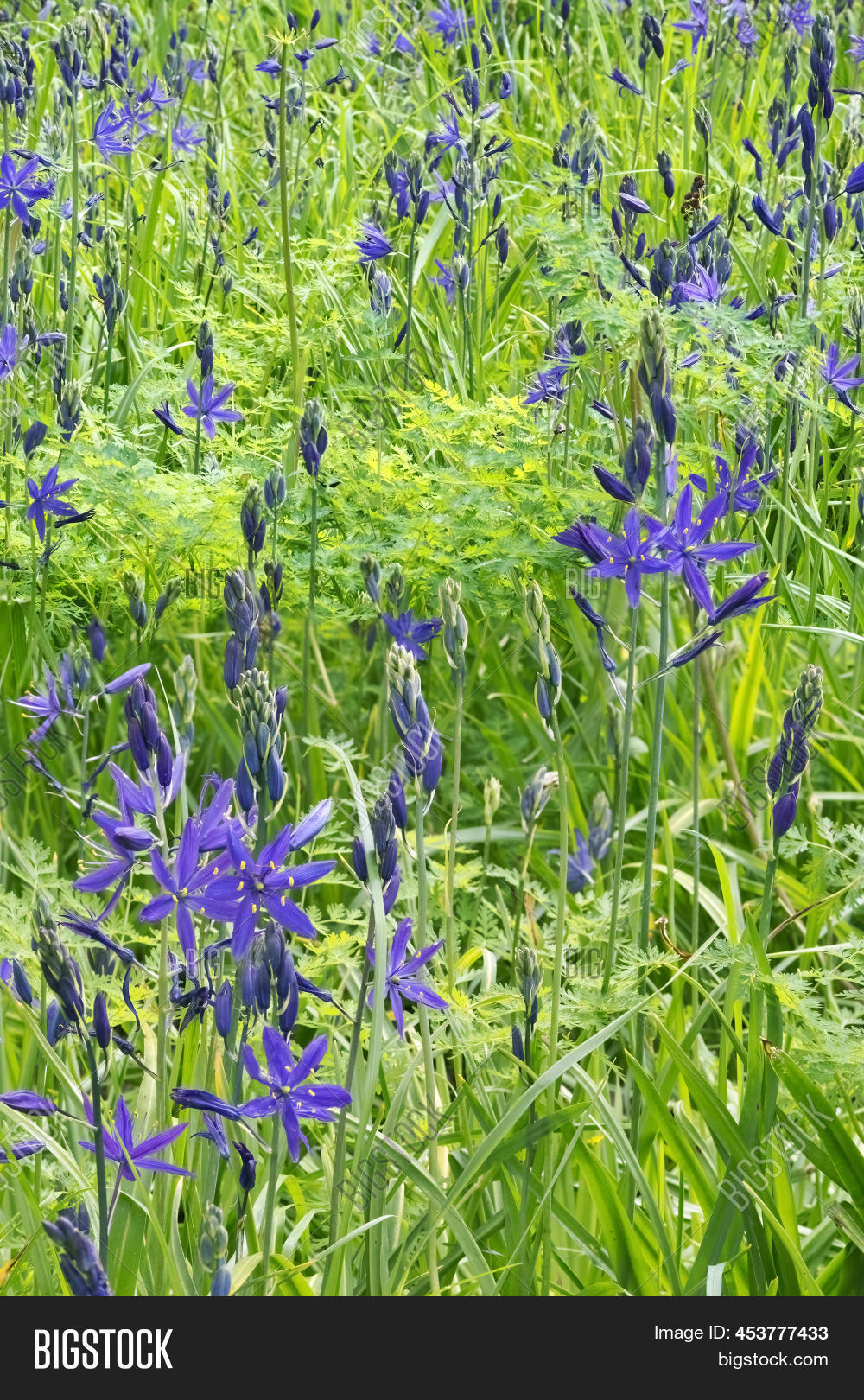 Purple Camas Image & Photo (Free Trial) | Bigstock
