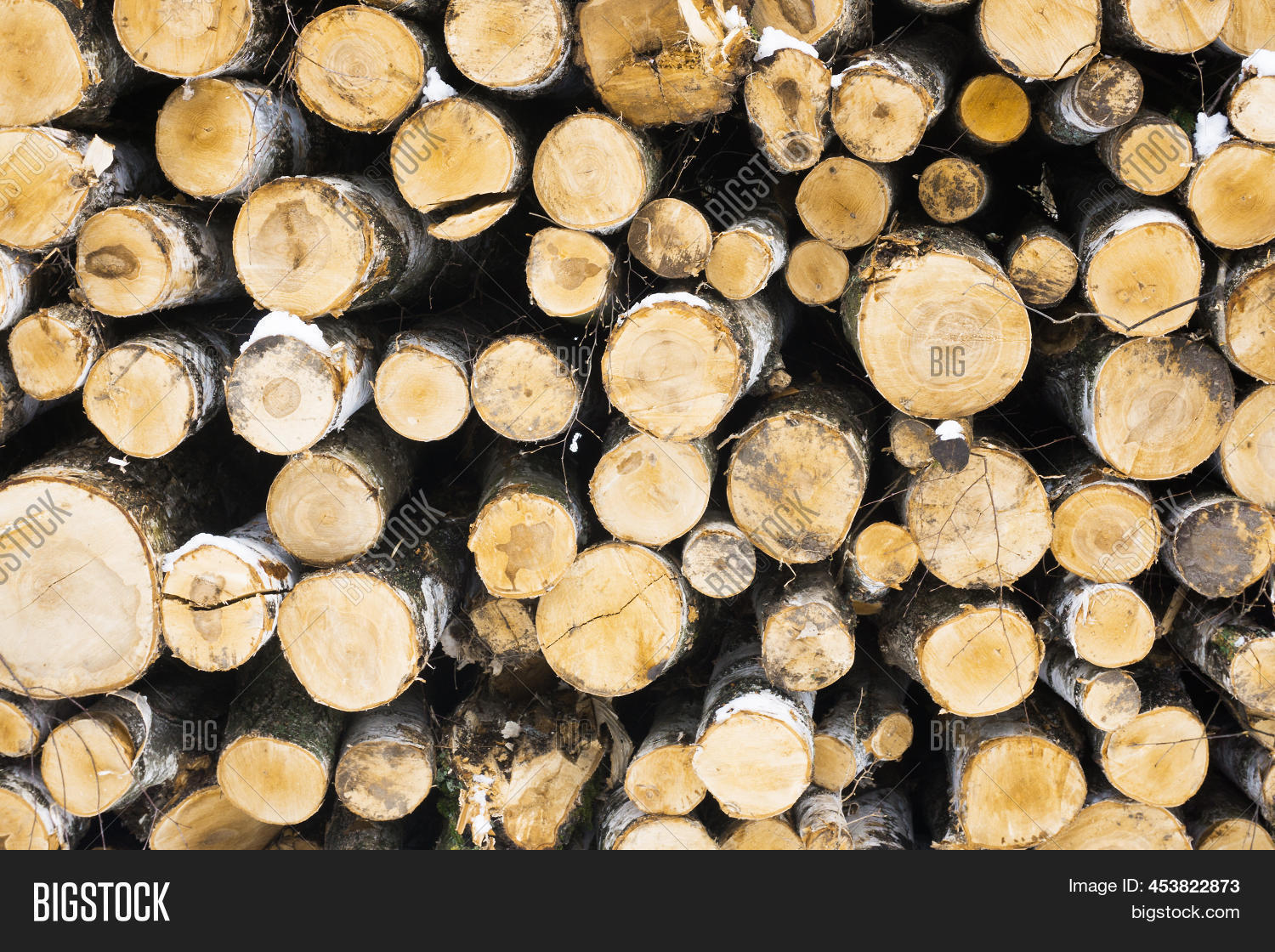Tree Cut Cross Section Image & Photo (Free Trial) | Bigstock