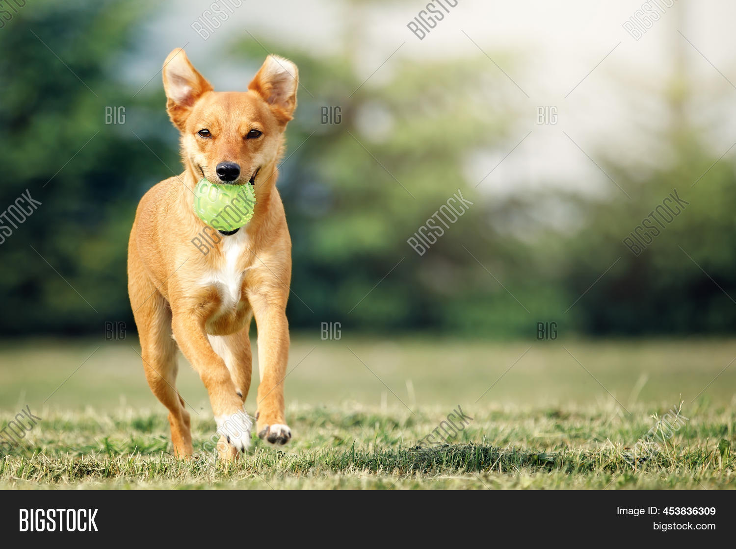 Cute Ginger Dog Floppy Image & Photo (Free Trial) | Bigstock