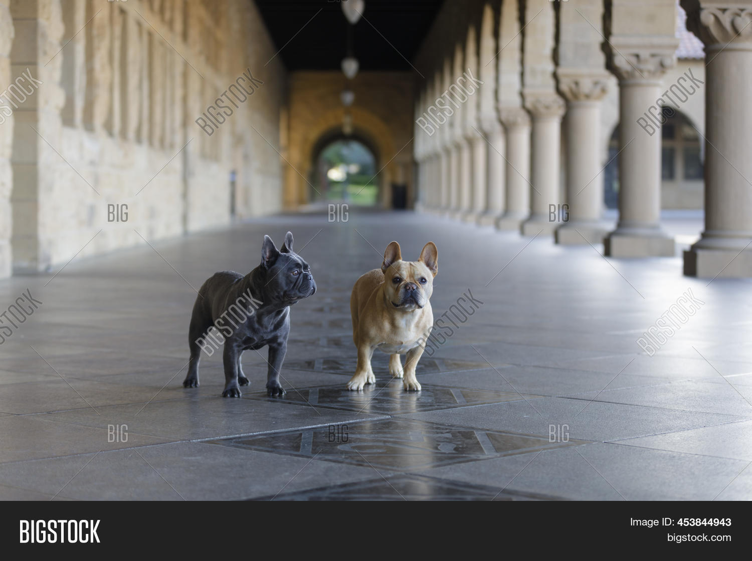 Two Frenchie Buddies Image & Photo (Free Trial) | Bigstock
