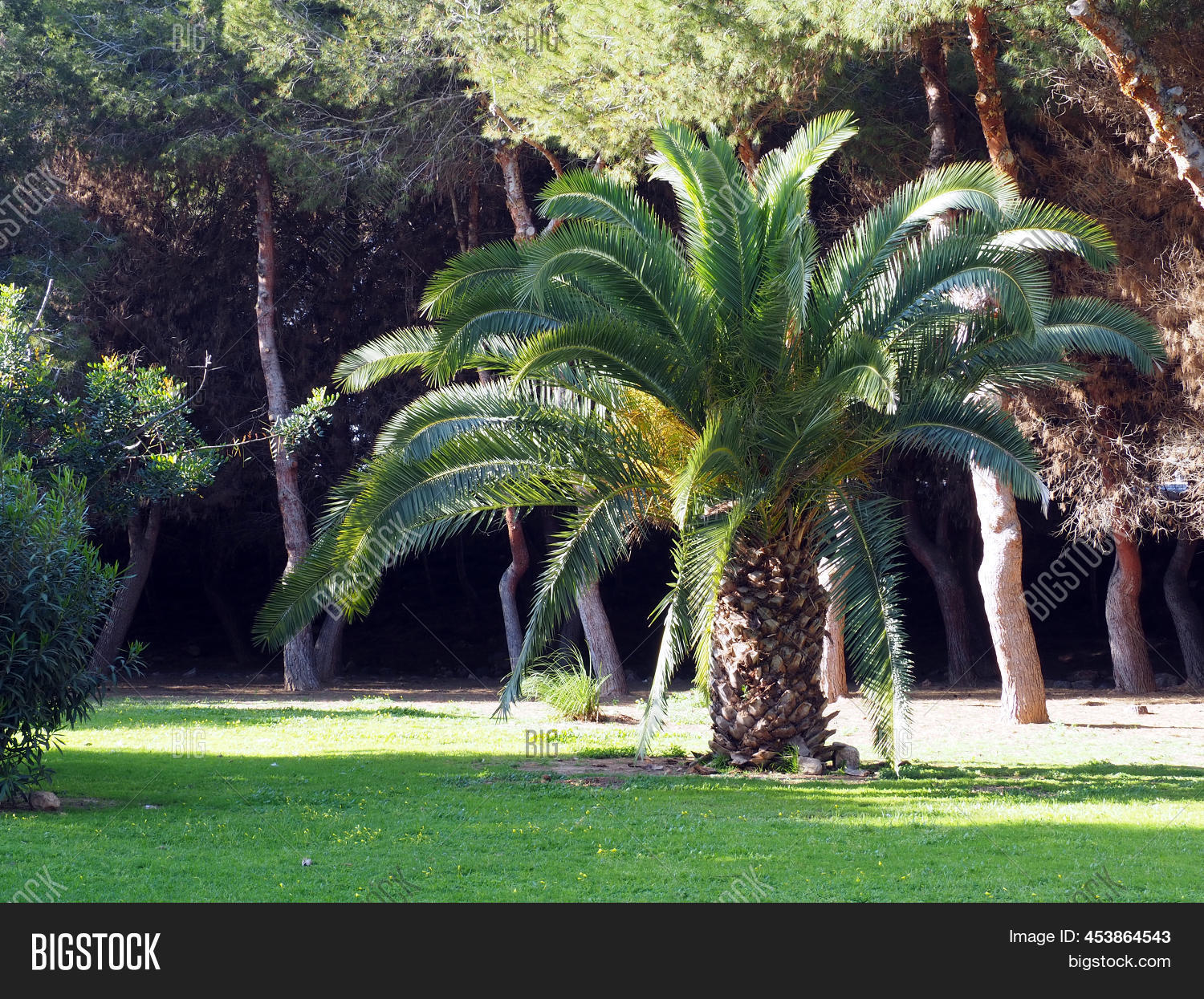 Phoenix Canariensis Image & Photo (Free Trial) | Bigstock