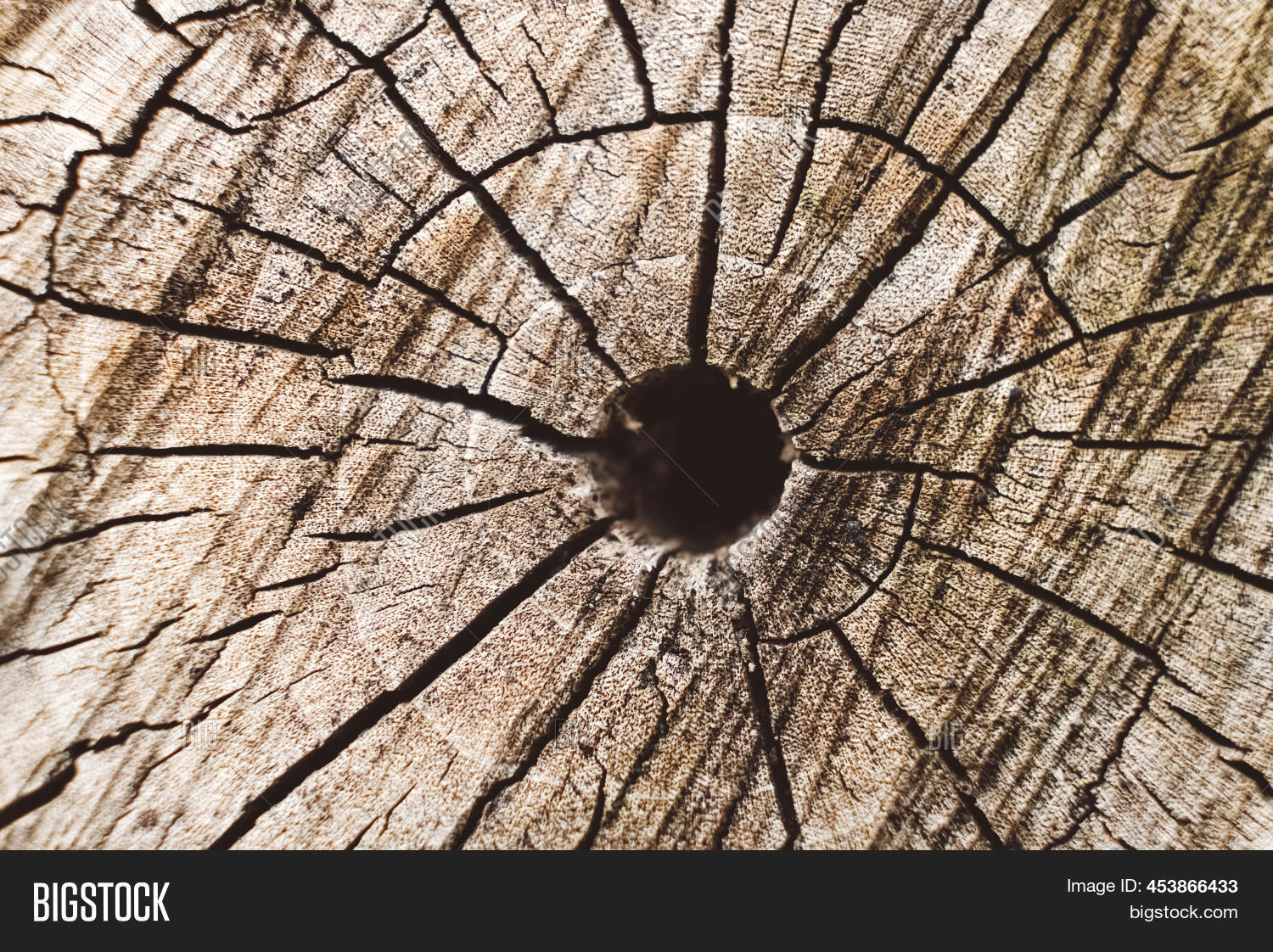 Tree Rings Old Image & Photo (Free Trial) | Bigstock