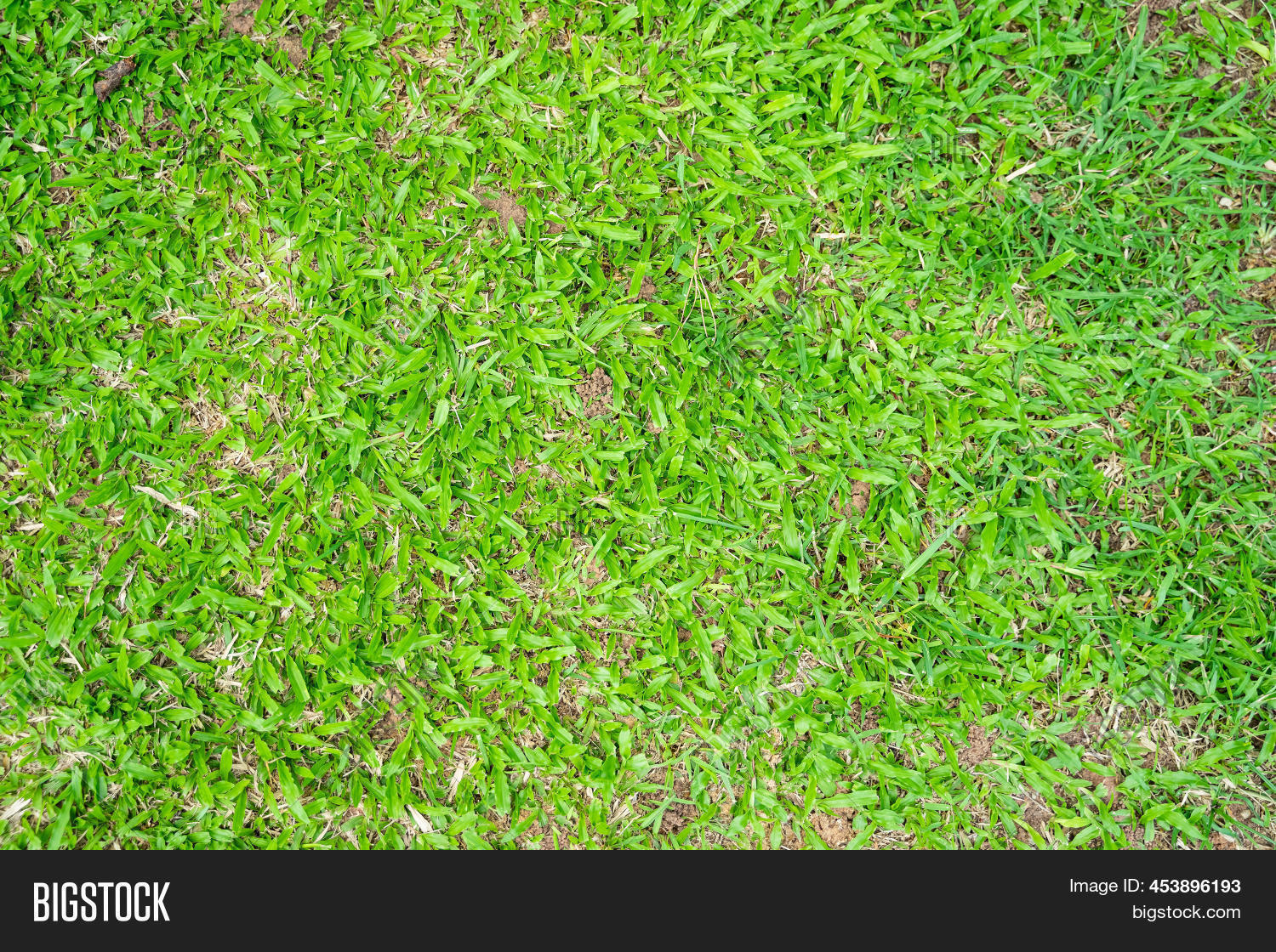 Green Grass Texture Image & Photo (Free Trial) | Bigstock
