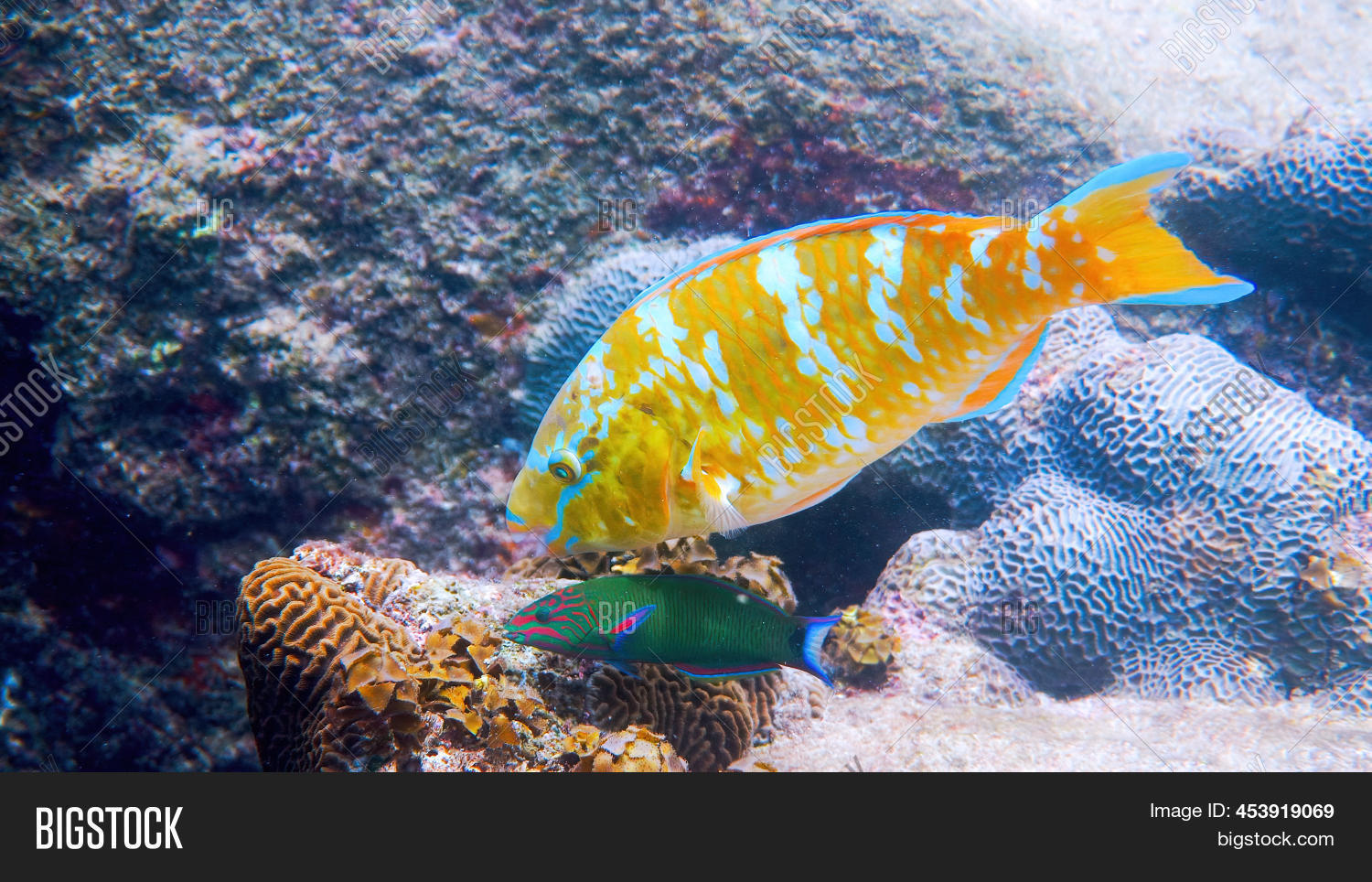 Underwater Video Image & Photo (Free Trial) | Bigstock