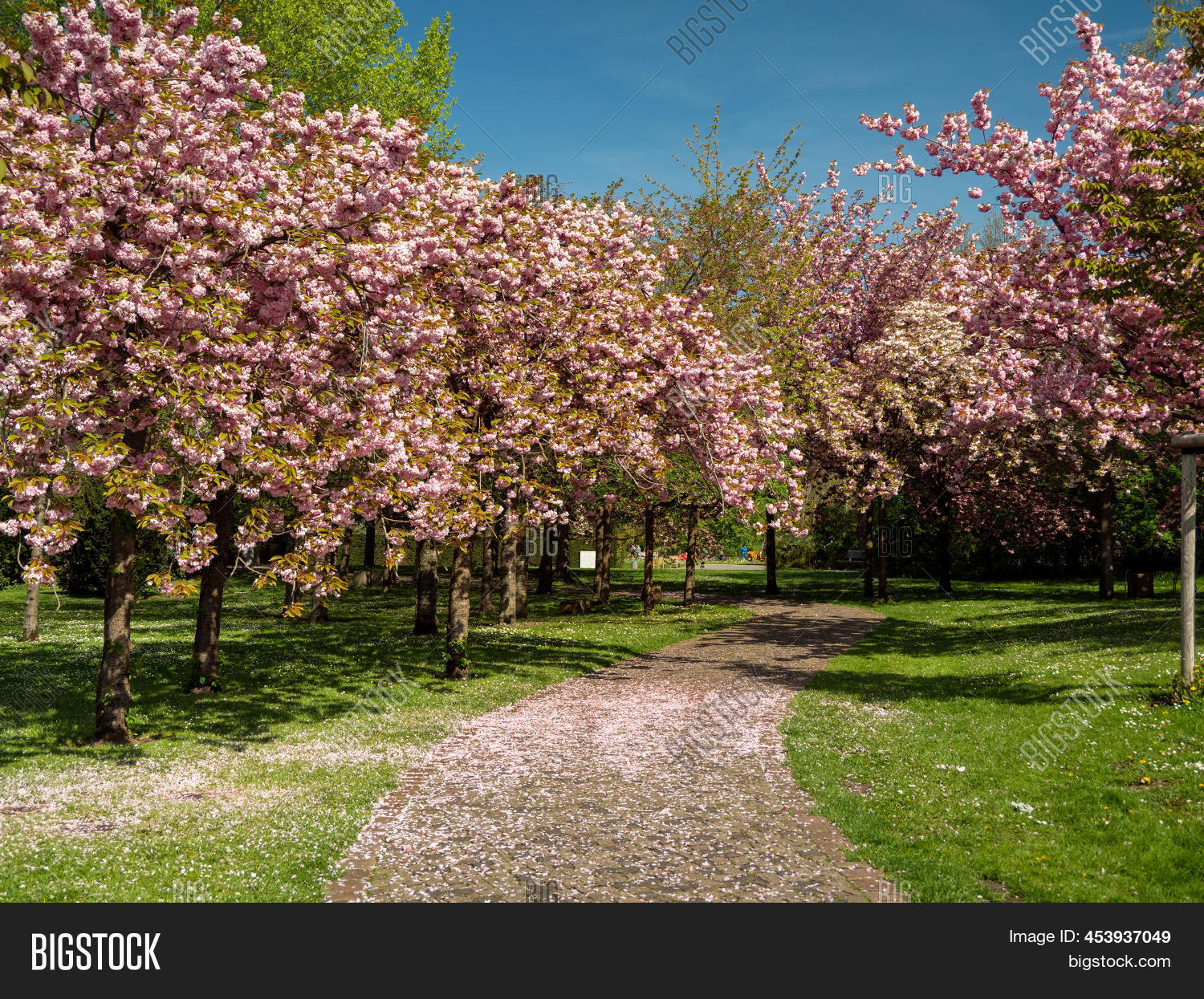 Tree Japanese Cherry. Image & Photo (Free Trial) | Bigstock