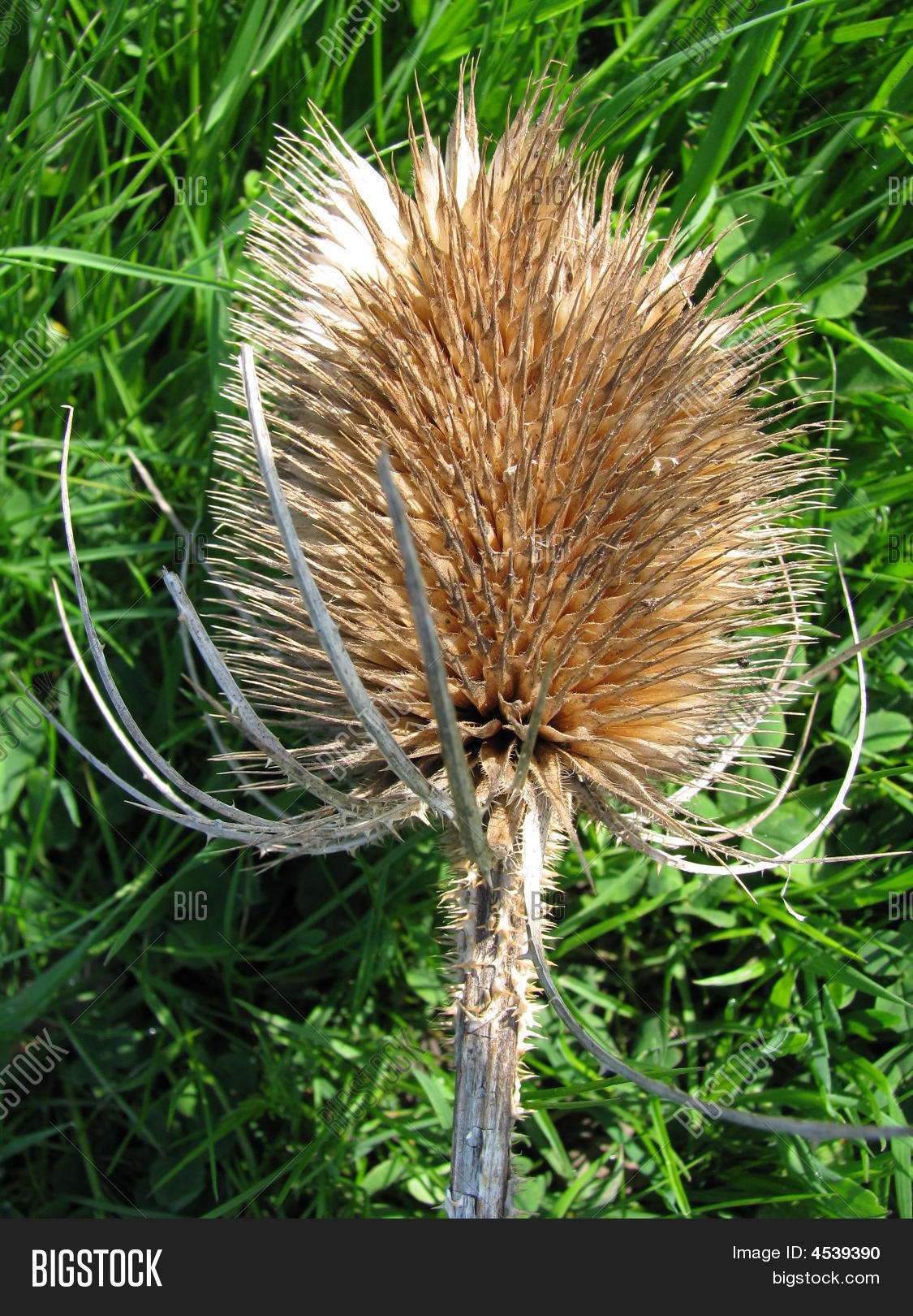 Bull Reed Image & Photo (Free Trial) | Bigstock