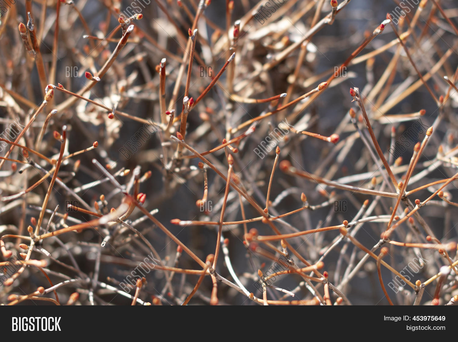 Dry Twigs Enkianthus Image & Photo (Free Trial) | Bigstock