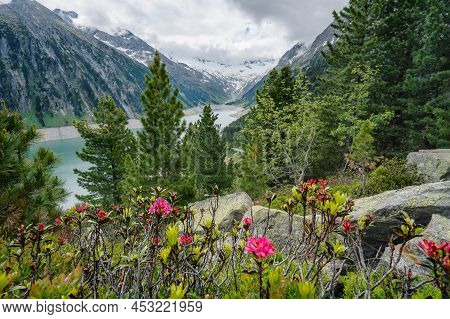 Alpenrose Flowes Image & Photo (Free Trial) | Bigstock